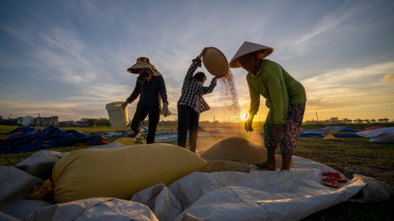 Guide to Starting a Rice Business in the Philippines